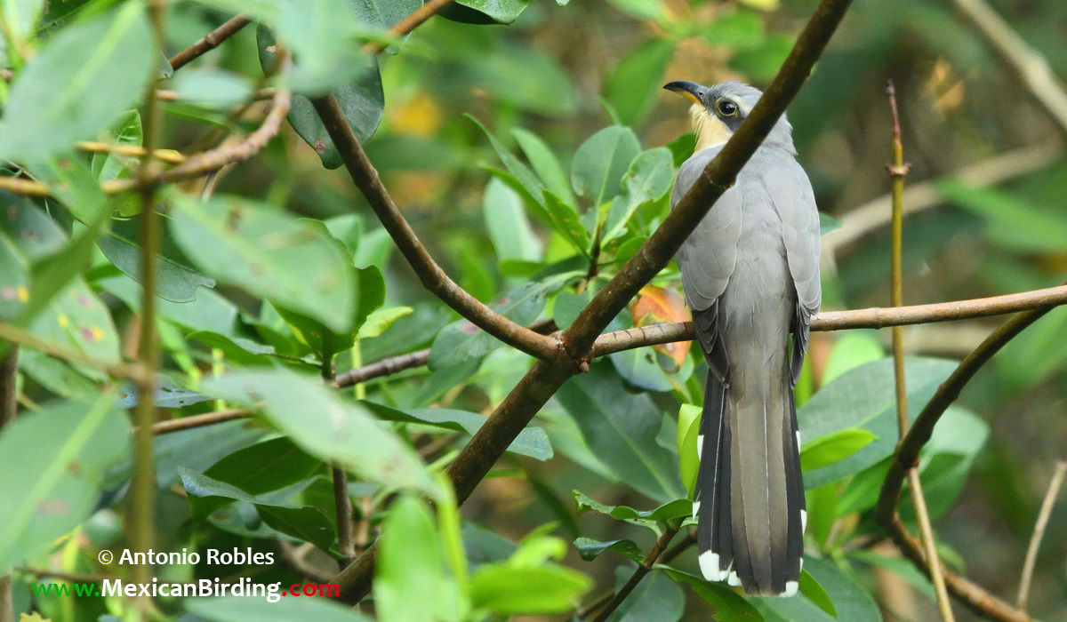 Mangrove Cuckoo - Cuclillo Manglero (Coccyzus minor) - Mexican Birding