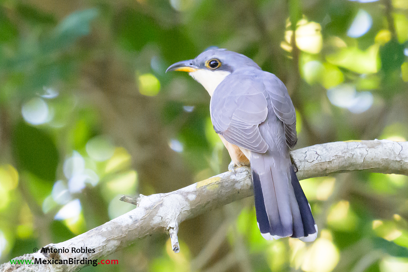 Mangrove Cuckoo - Cuclillo Manglero (Coccyzus minor) - Mexican Birding